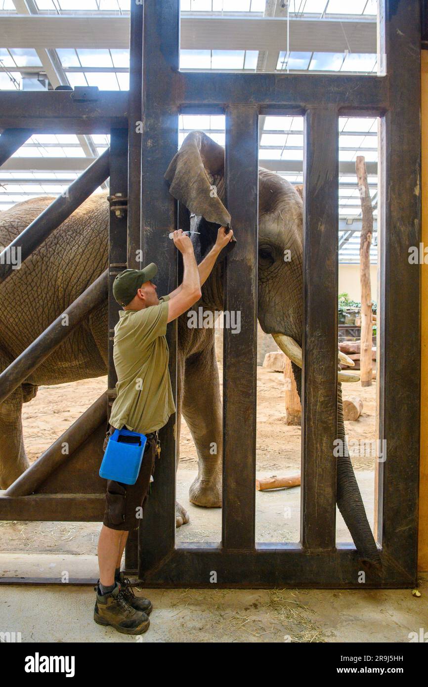 Magdeburg, Germany. 27th June, 2023. Stefan Gluch, animal keeper from ...