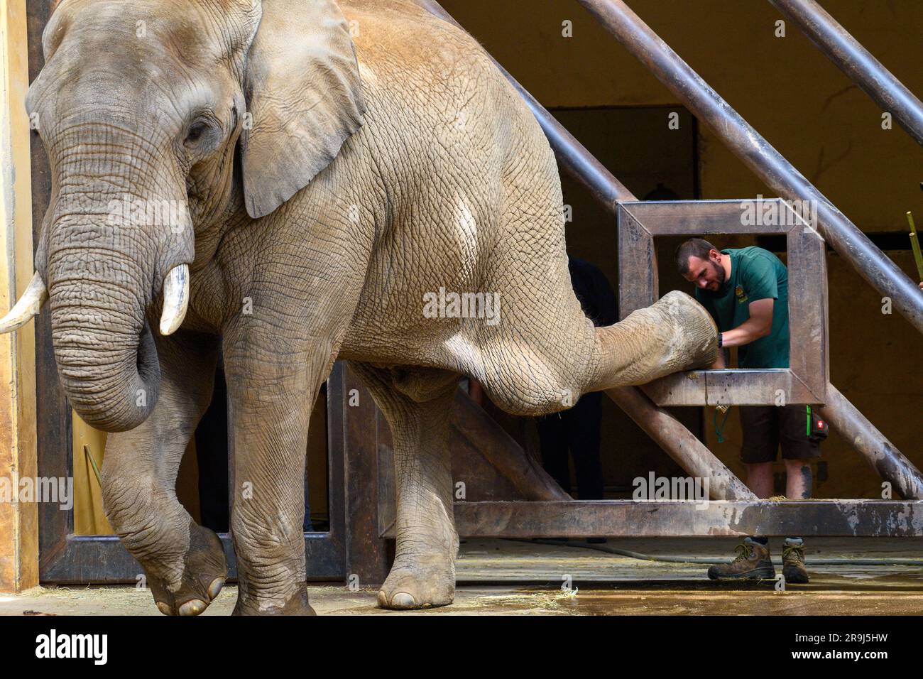 Magdeburg, Germany. 27th June, 2023. Sebastian Christmann, animal ...