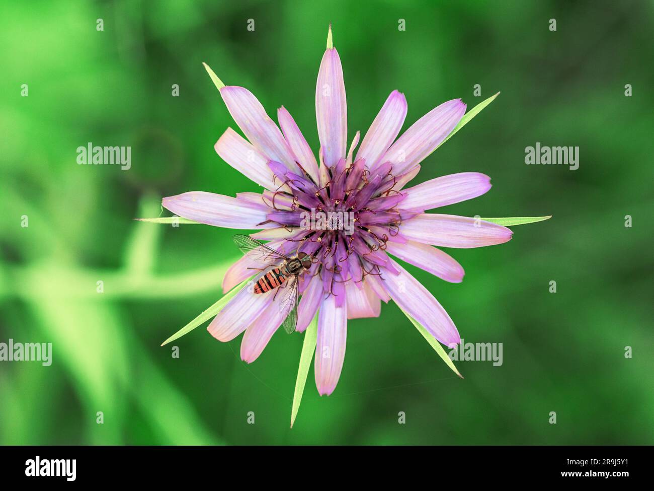 Pelargonium tomentosum hi-res stock photography and images - Alamy