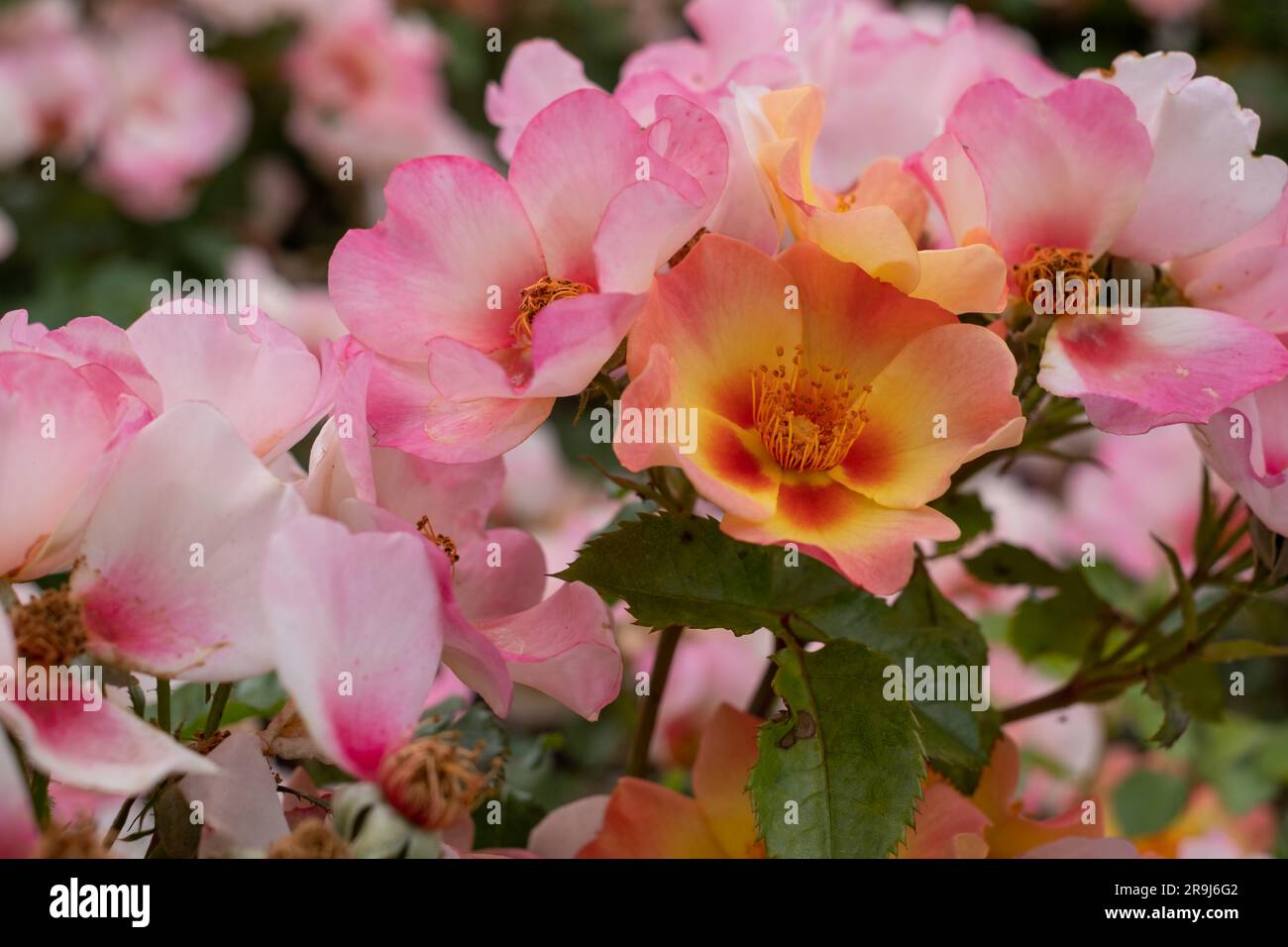 Beautiful, unusual pink, low growing yellow, white and red roses called ...