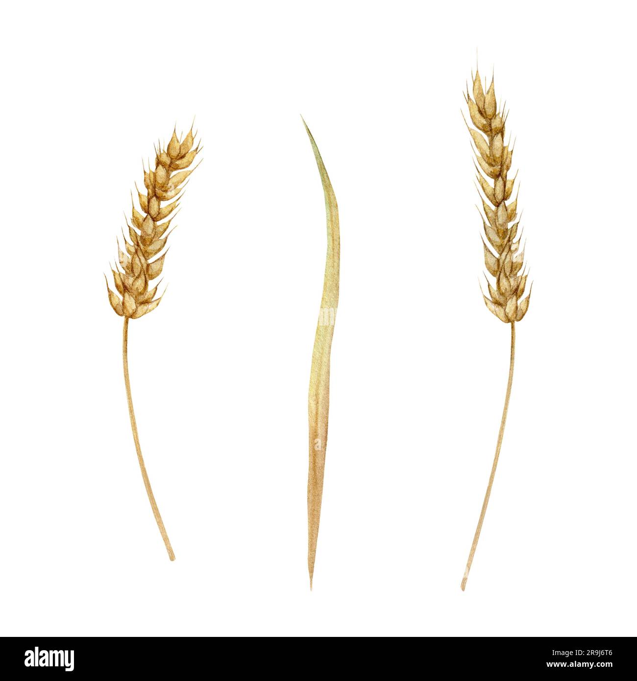 Set of spikelets of wheat, rye, barley, grains. Bunch of wheat and oats ...