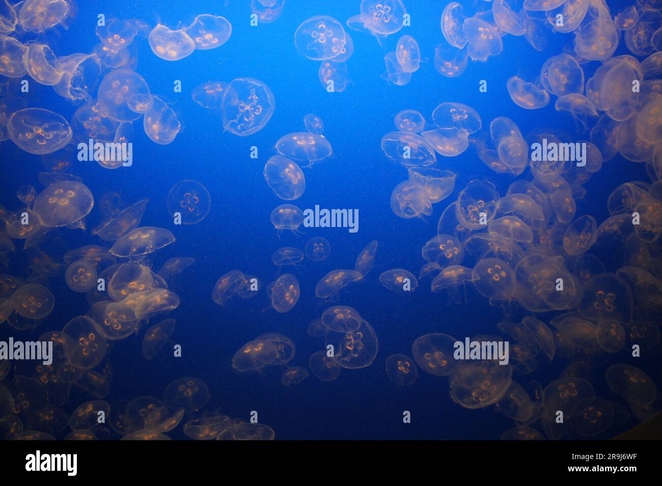 Floating creatures hi-res stock photography and images - Alamy