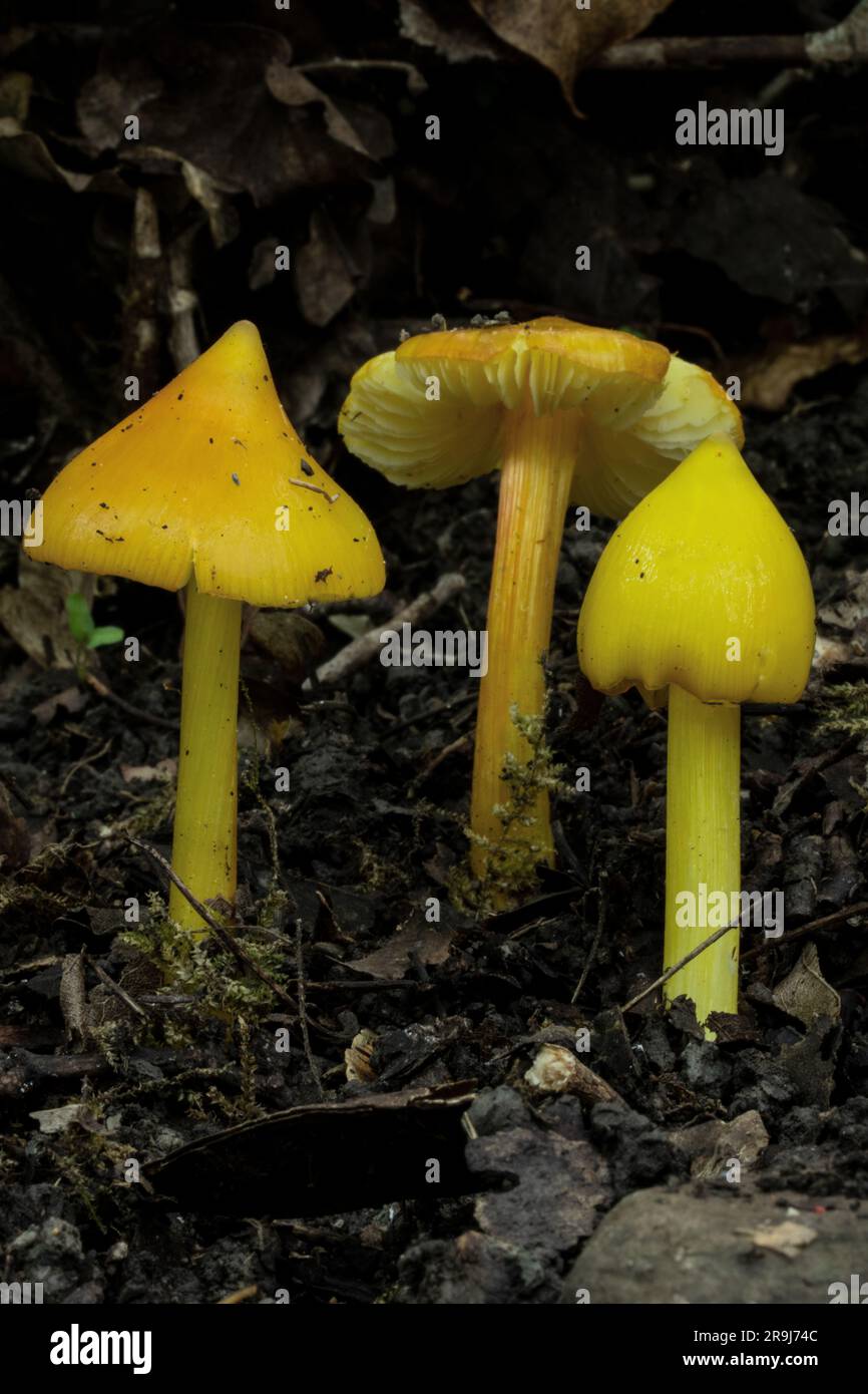 close up of a Golden Waxcap mushroom Hygrocybe chlorphana Stock Photo ...