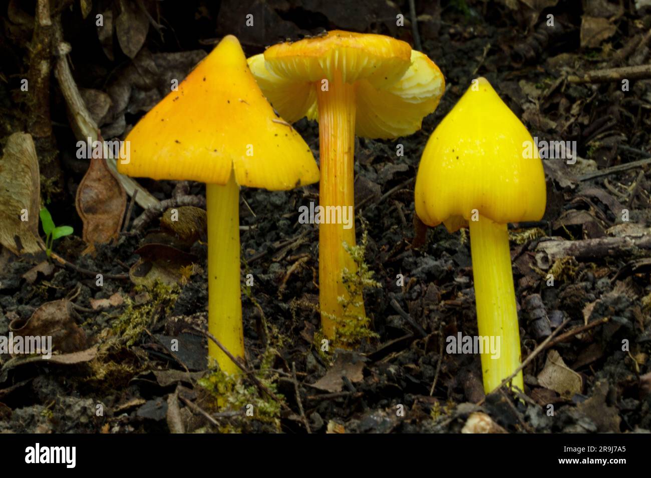 close up of a Golden Waxcap mushroom Hygrocybe chlorphana Stock Photo ...