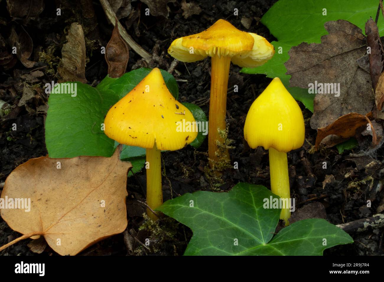 close up of a Golden Waxcap mushroom Hygrocybe chlorphana Stock Photo ...