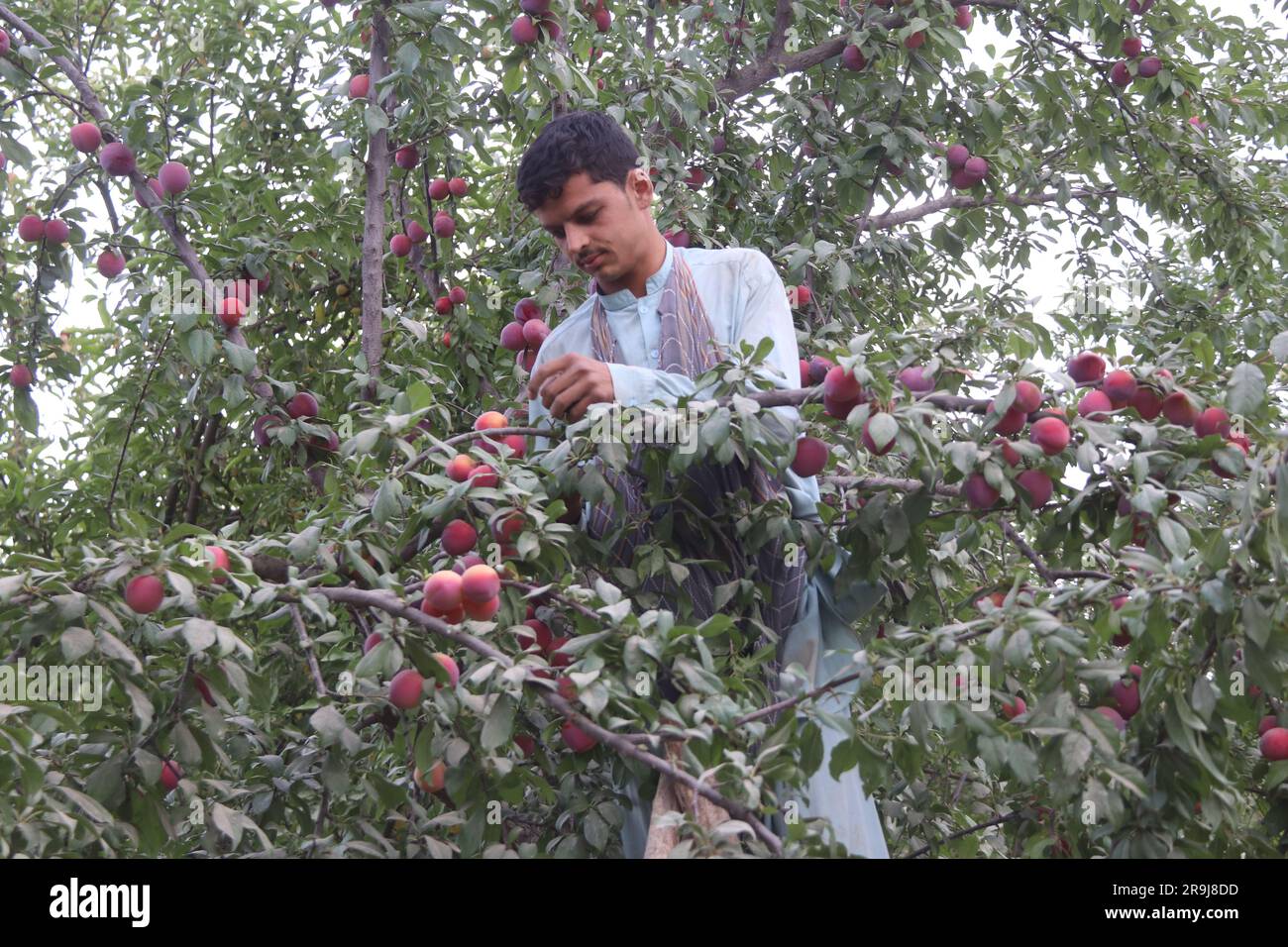 Balkh province hi-res stock photography and images - Alamy