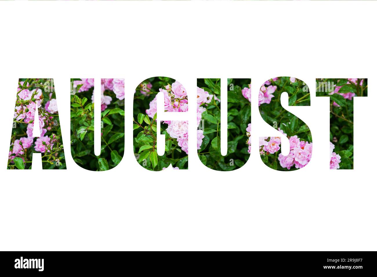 word August from pink roses flowers and green leaves isolated on white ...