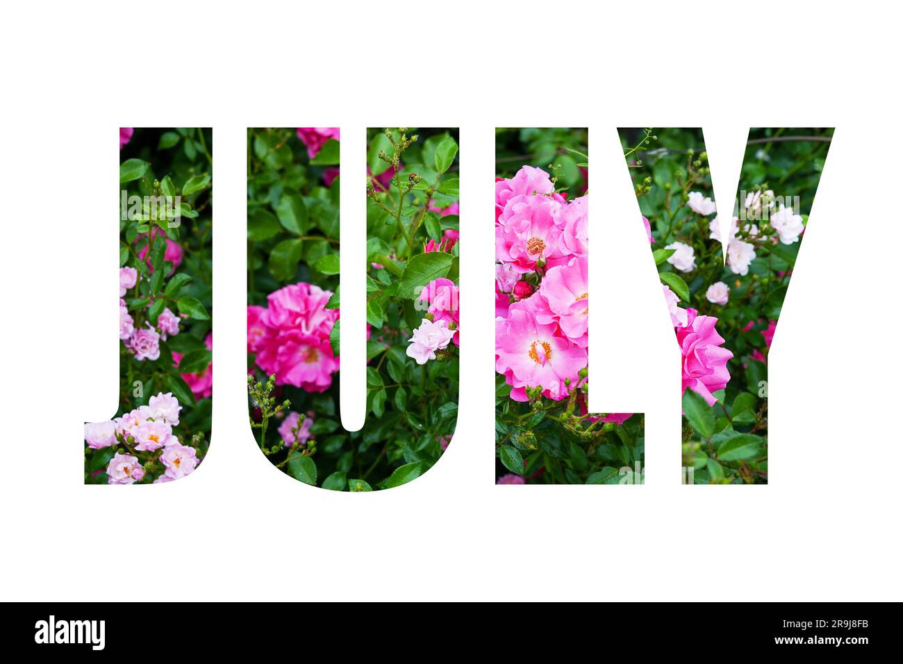 word July from pink roses flowers and green leaves isolated on white ...