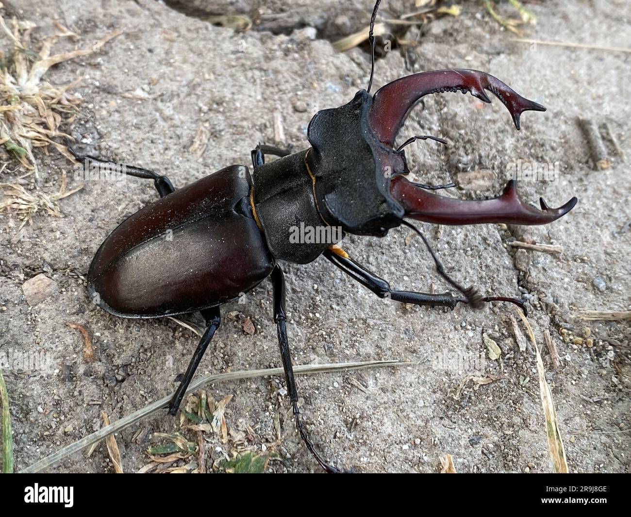 Yellow stag beetle hi-res stock photography and images - Alamy