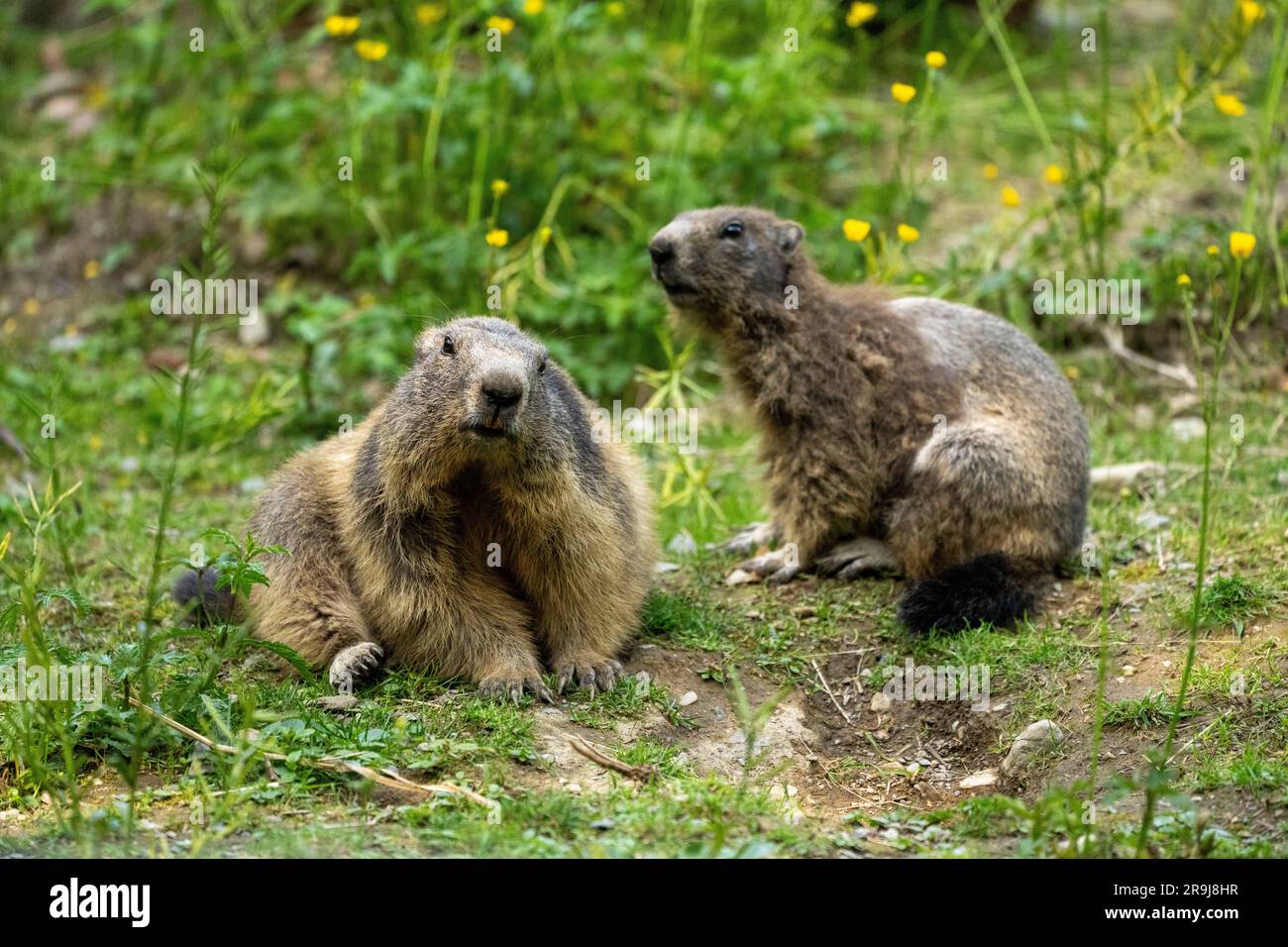 Wild marmot marmota groundhog hi-res stock photography and images - Alamy