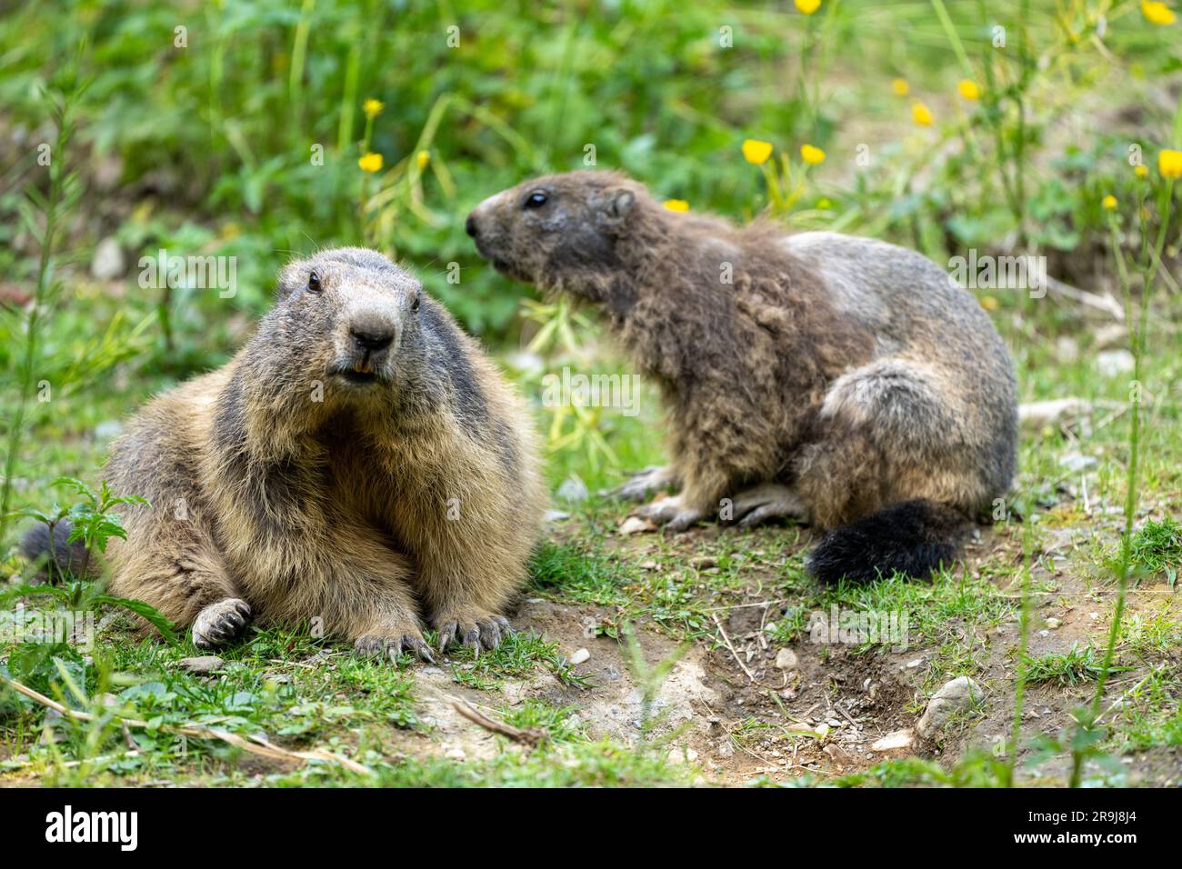 Marmot funny hi-res stock photography and images - Alamy