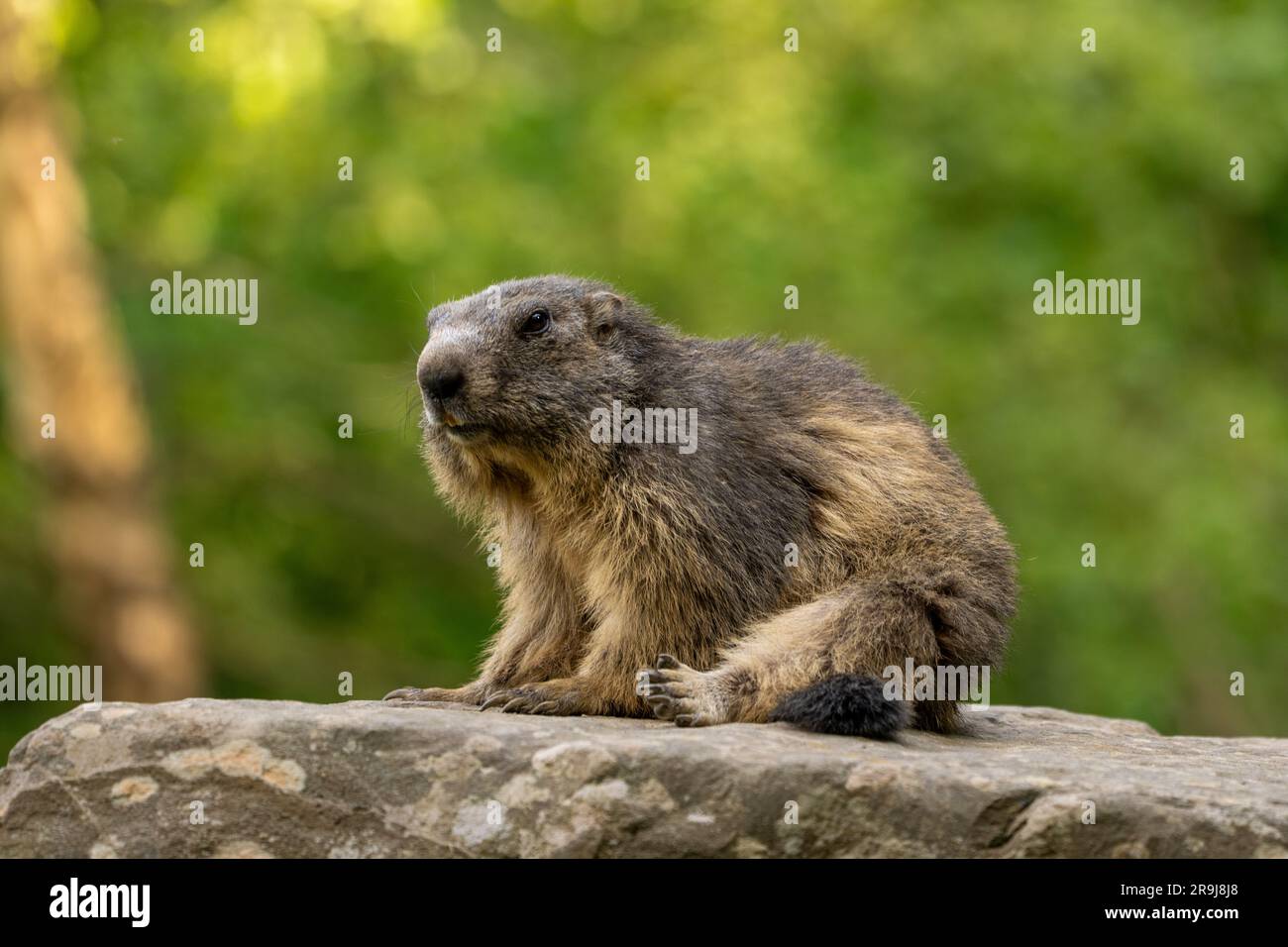 Marmot funny hi-res stock photography and images - Alamy