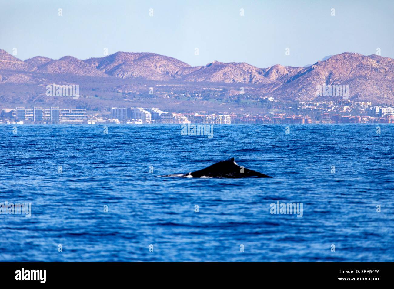 Great whale emerging from the deep sea of the Gulf of California that ...