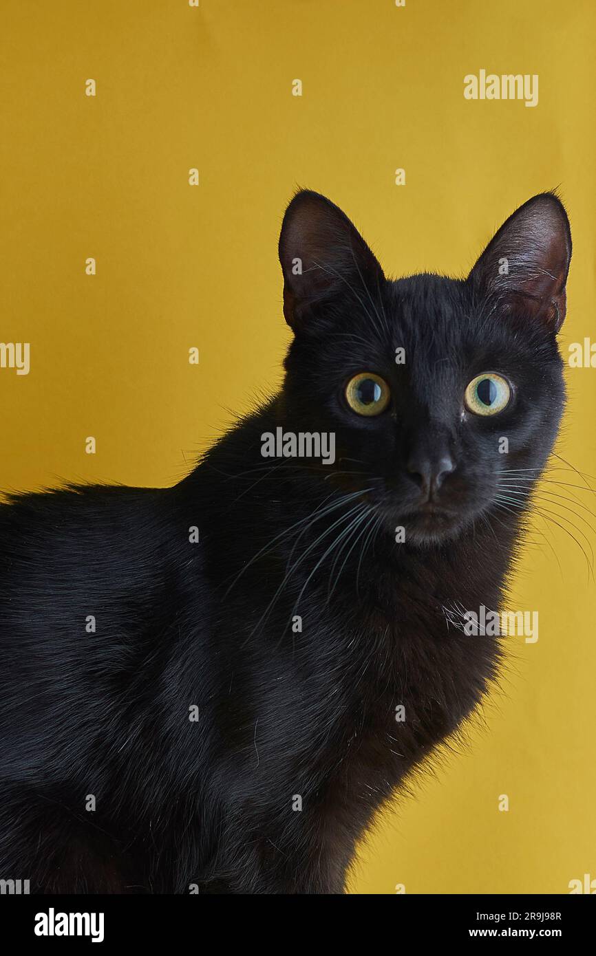 An inquisitive black cat stares intently at the camera lens against a ...