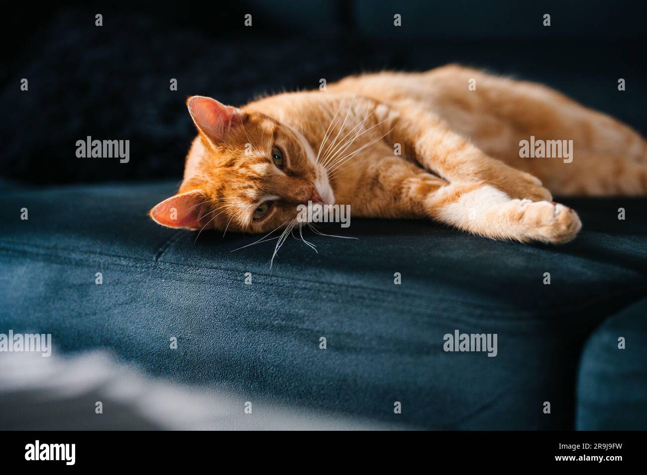 A ginger tabby cat lying on its side on a bright green couch, curled up ...