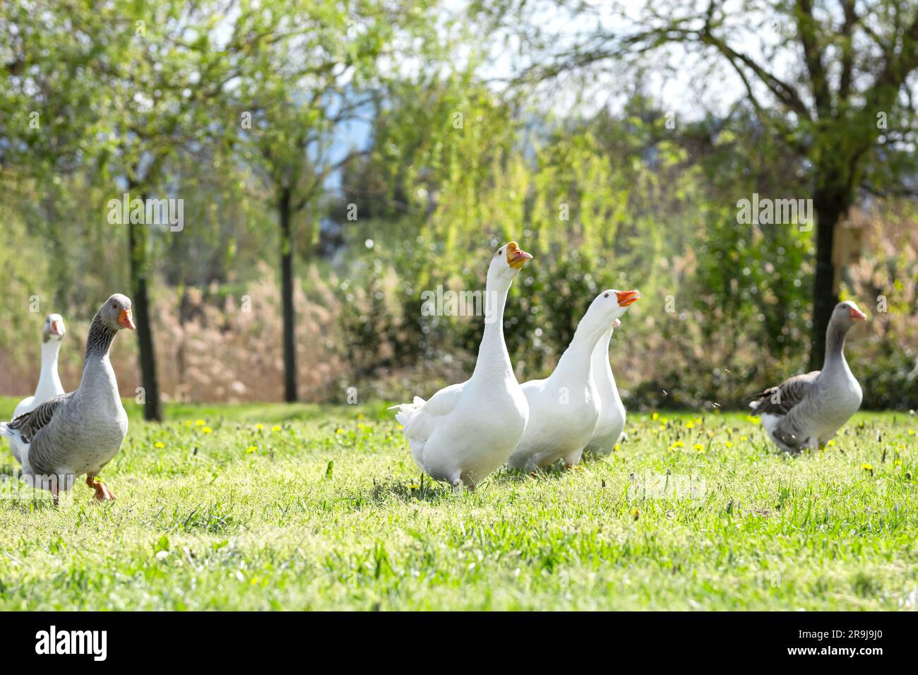 White geese walk on grass lit by sunlight in farm yard Stock Photo - Alamy