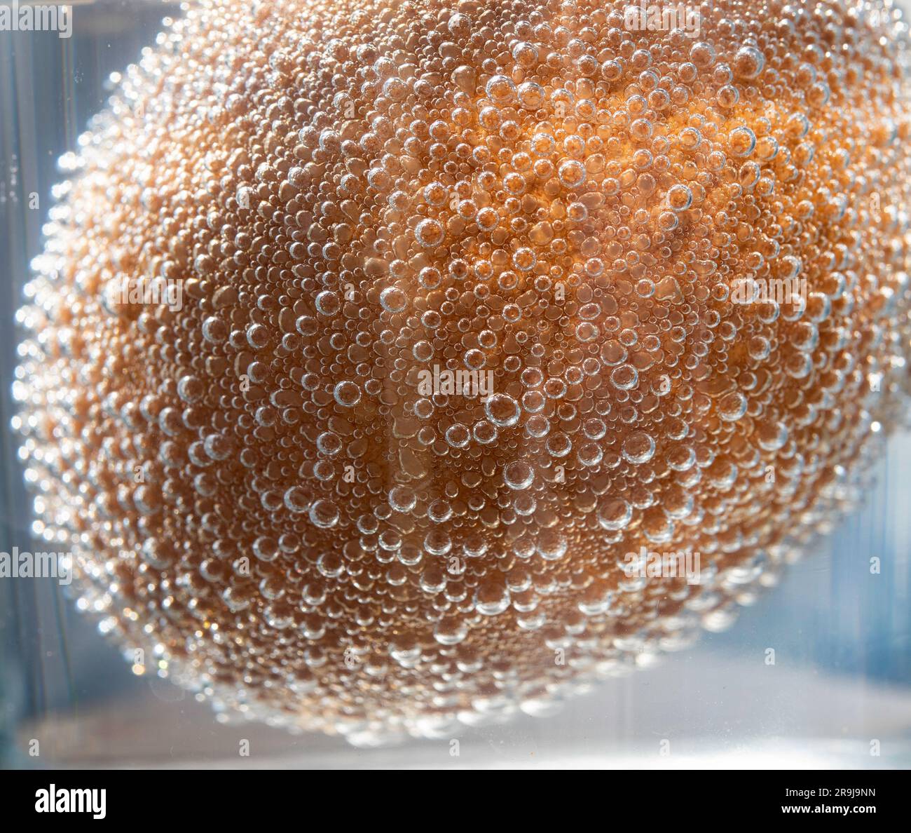 Eggs whole in bubbles, gas bubbles on eggshells dipped in acid Stock ...