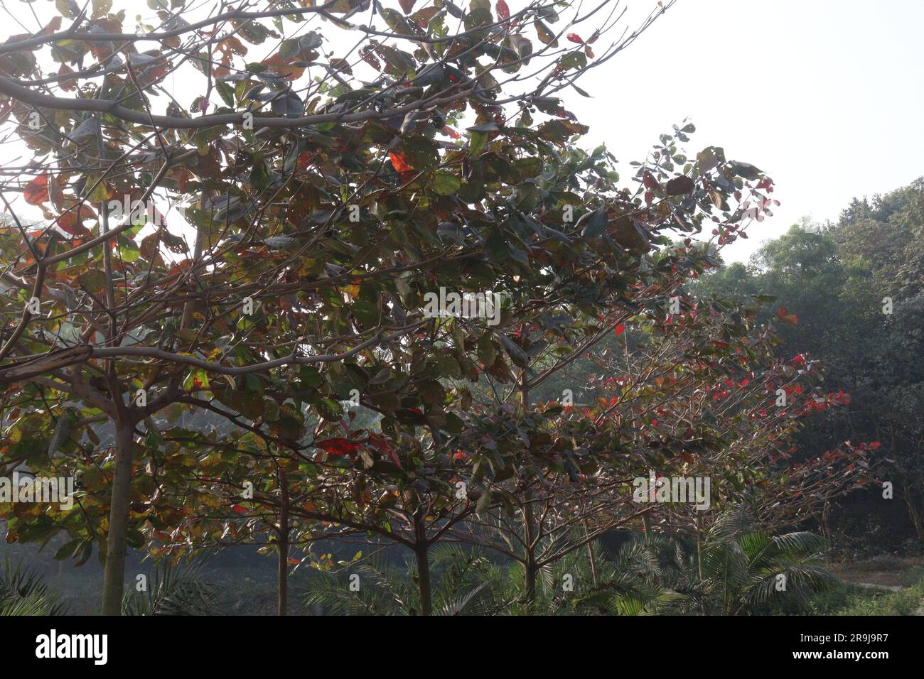 Terminalia catappa tree plant on nursery for harvest are cash crops ...