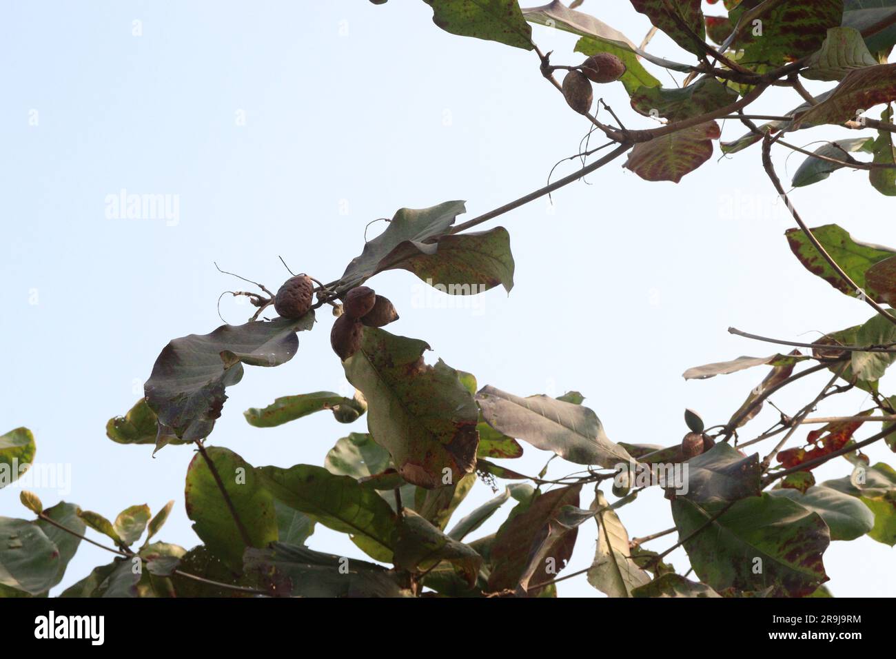 Terminalia catappa on tree in nursery for harvest are cash crops Stock ...