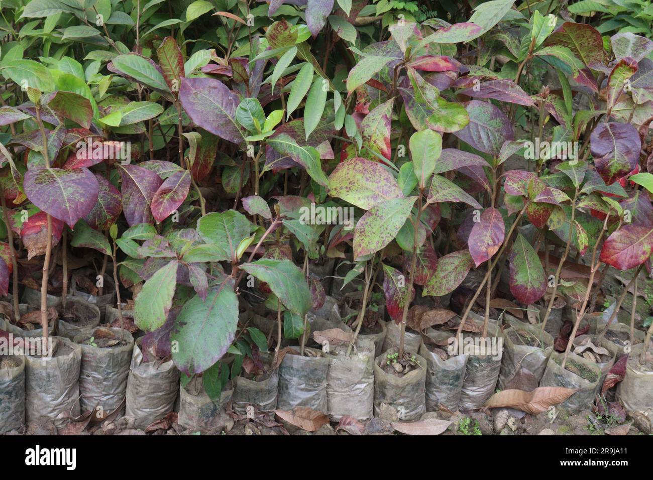 Terminalia catappa tree plant on nursery for harvest are cash crops ...