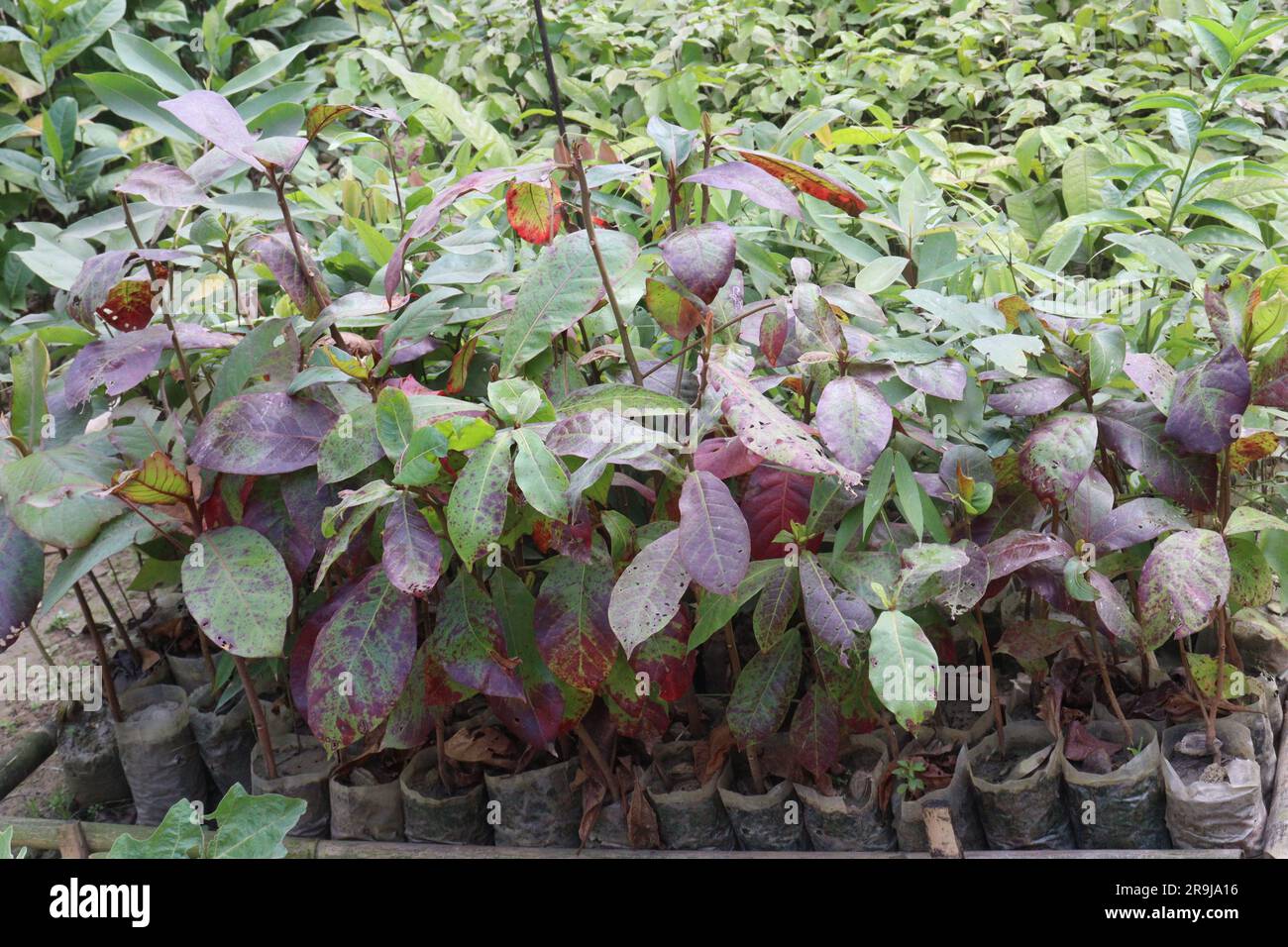 Terminalia catappa tree plant on nursery for harvest are cash crops ...