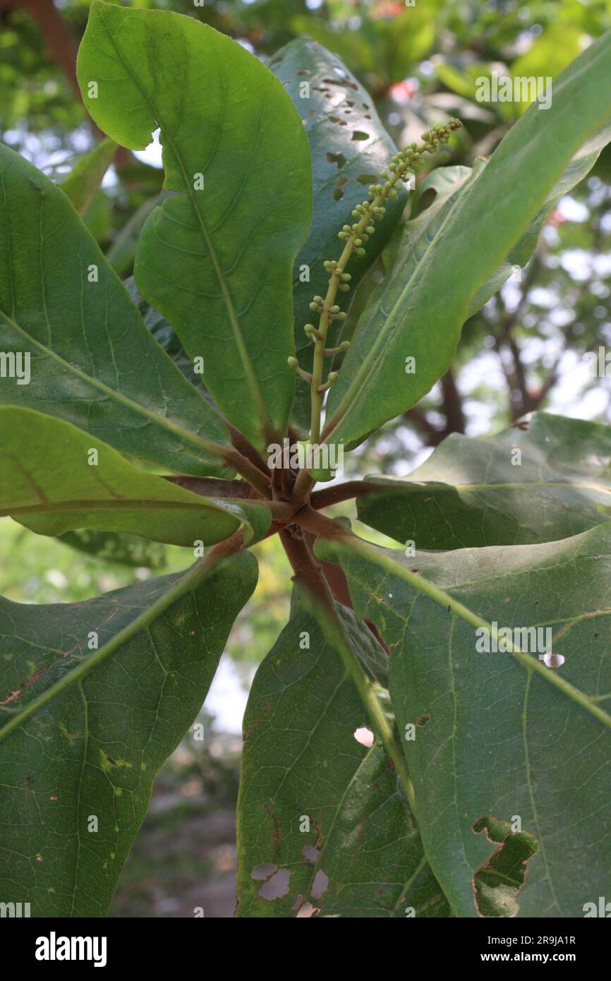 Terminalia catappa tree hi-res stock photography and images - Alamy
