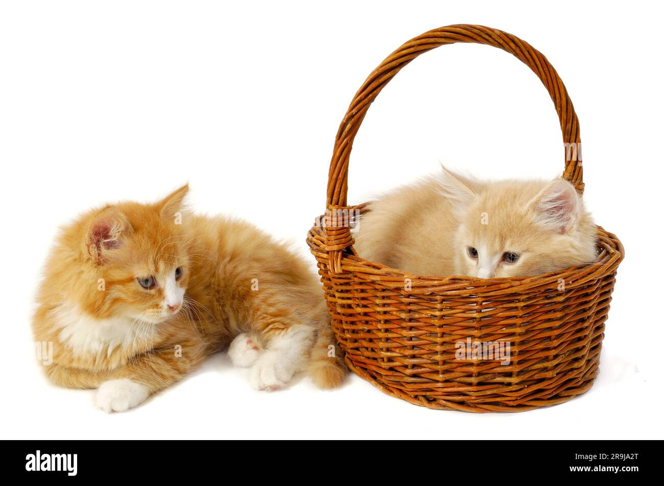 Sweet cat kittens playing Cut Out Stock Images & Pictures - Alamy