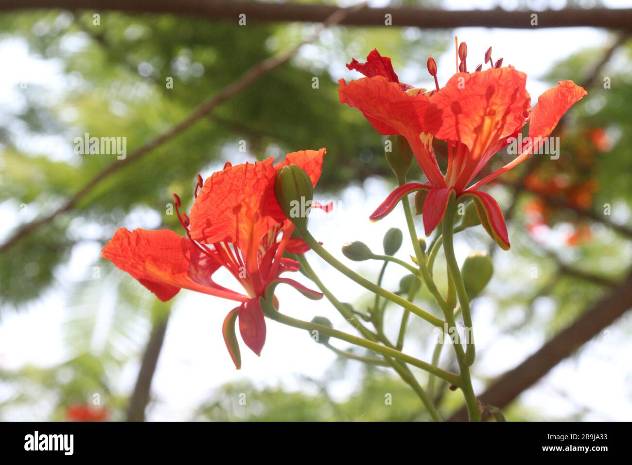 red colored Delonix regia flower on tree in garden for fresh weather Stock Photo - Alamy