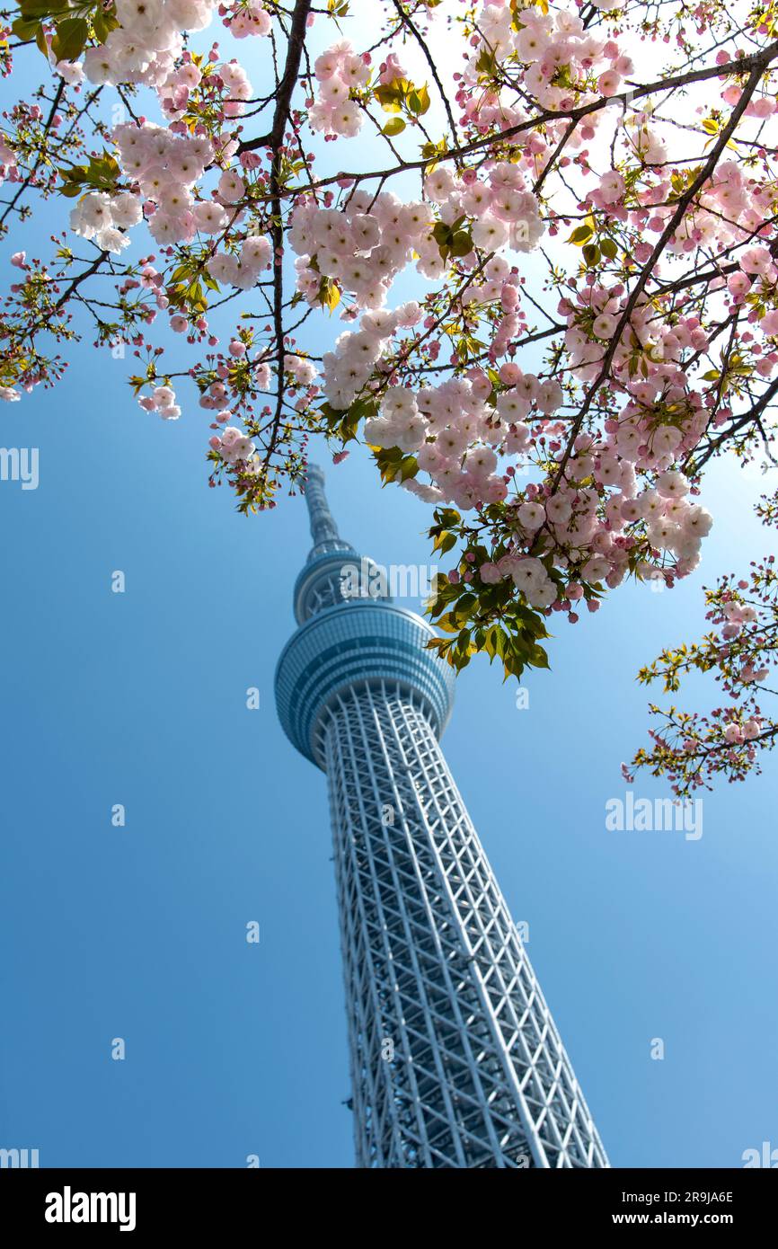 Tokyo, Japan-April 2023; Vertical low angle view of Tokyo Skytree observation and broadcasting ...