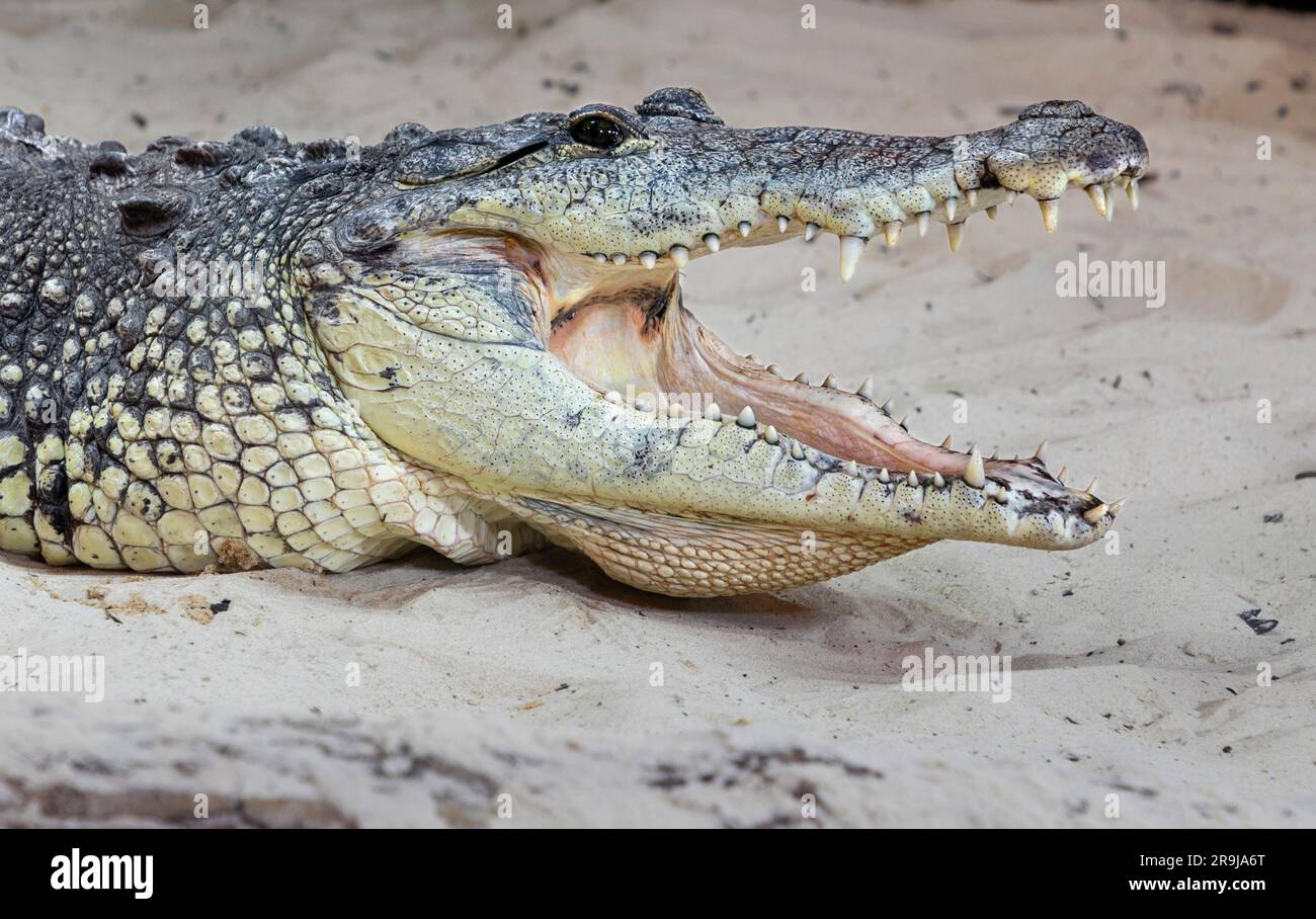 Morelet's crocodile or Mexican crocodile Stock Photo - Alamy