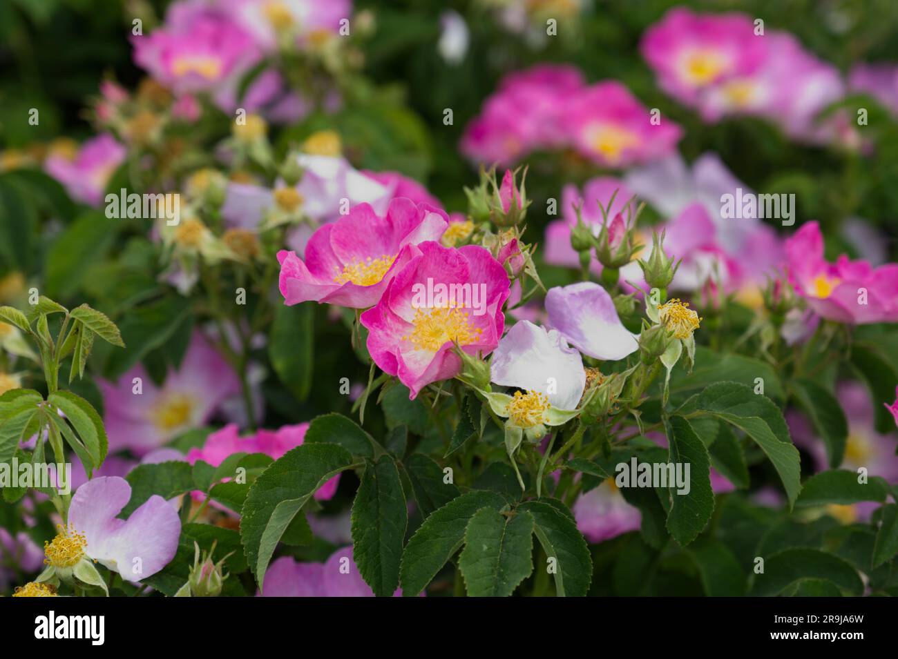 Pink single summer flowers of apothecary's rose, Rosa Gallica in UK ...