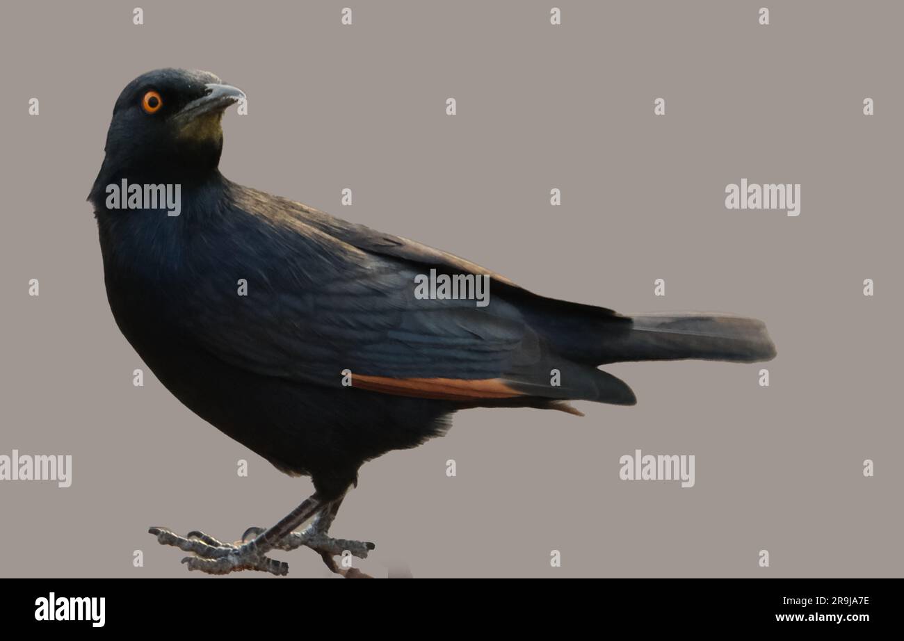 Pale-winged starling, Onychognathus nabouroup, Namibia Stock Photo - Alamy