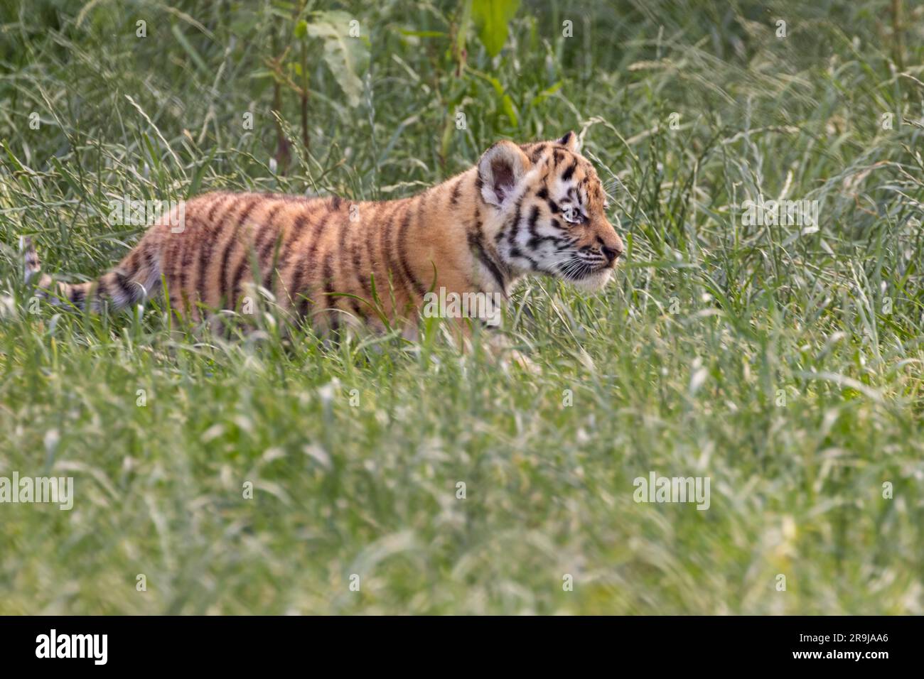 Seven-week-old Amur tiger Stock Photo - Alamy