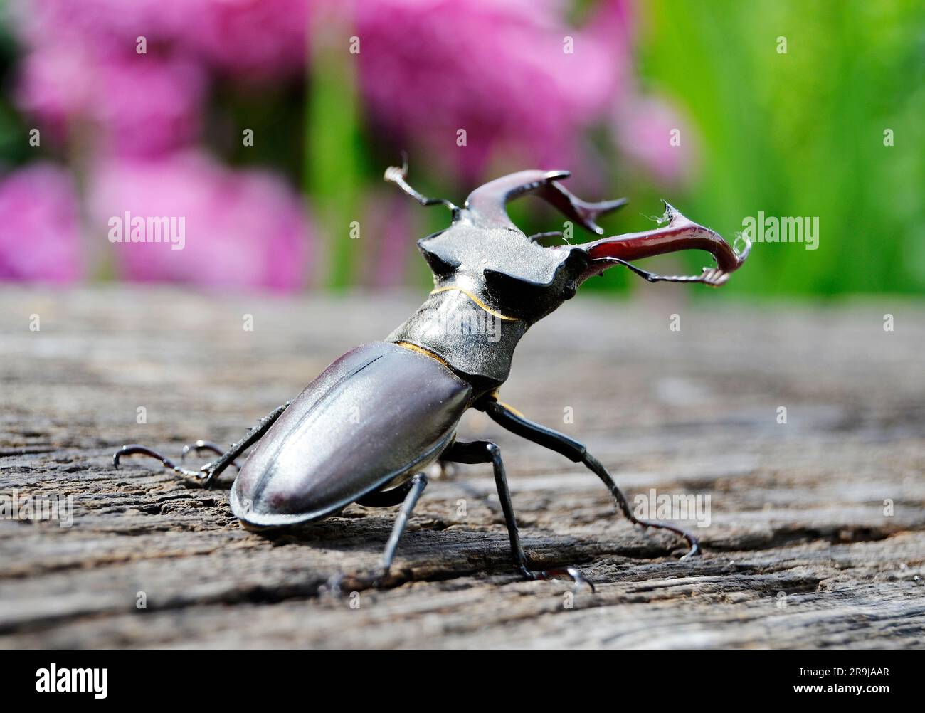 Male stag beetle with long and sharp jaws in wild forest sitting on the ...