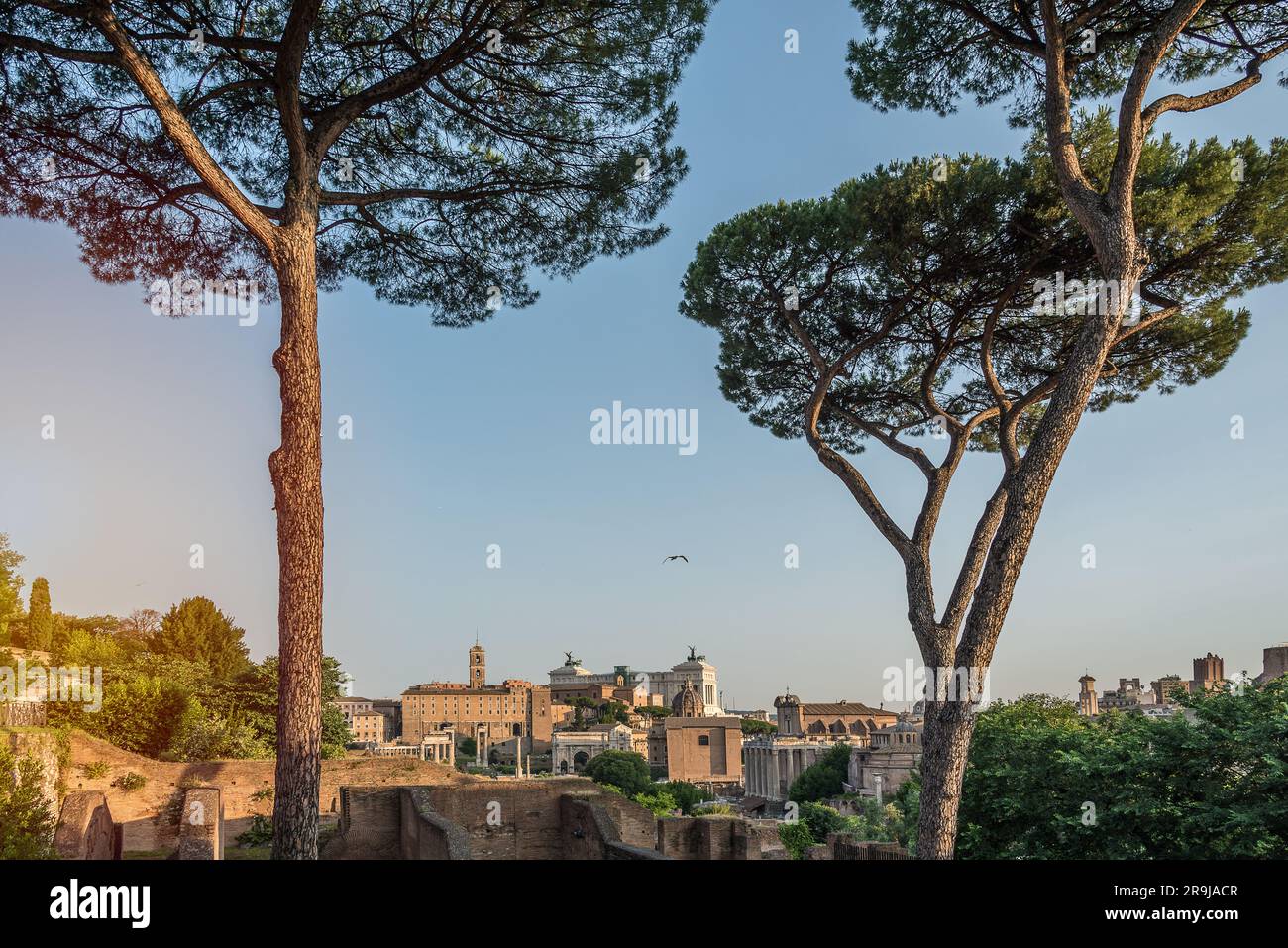 Rome janiculum hill pine hi-res stock photography and images - Alamy