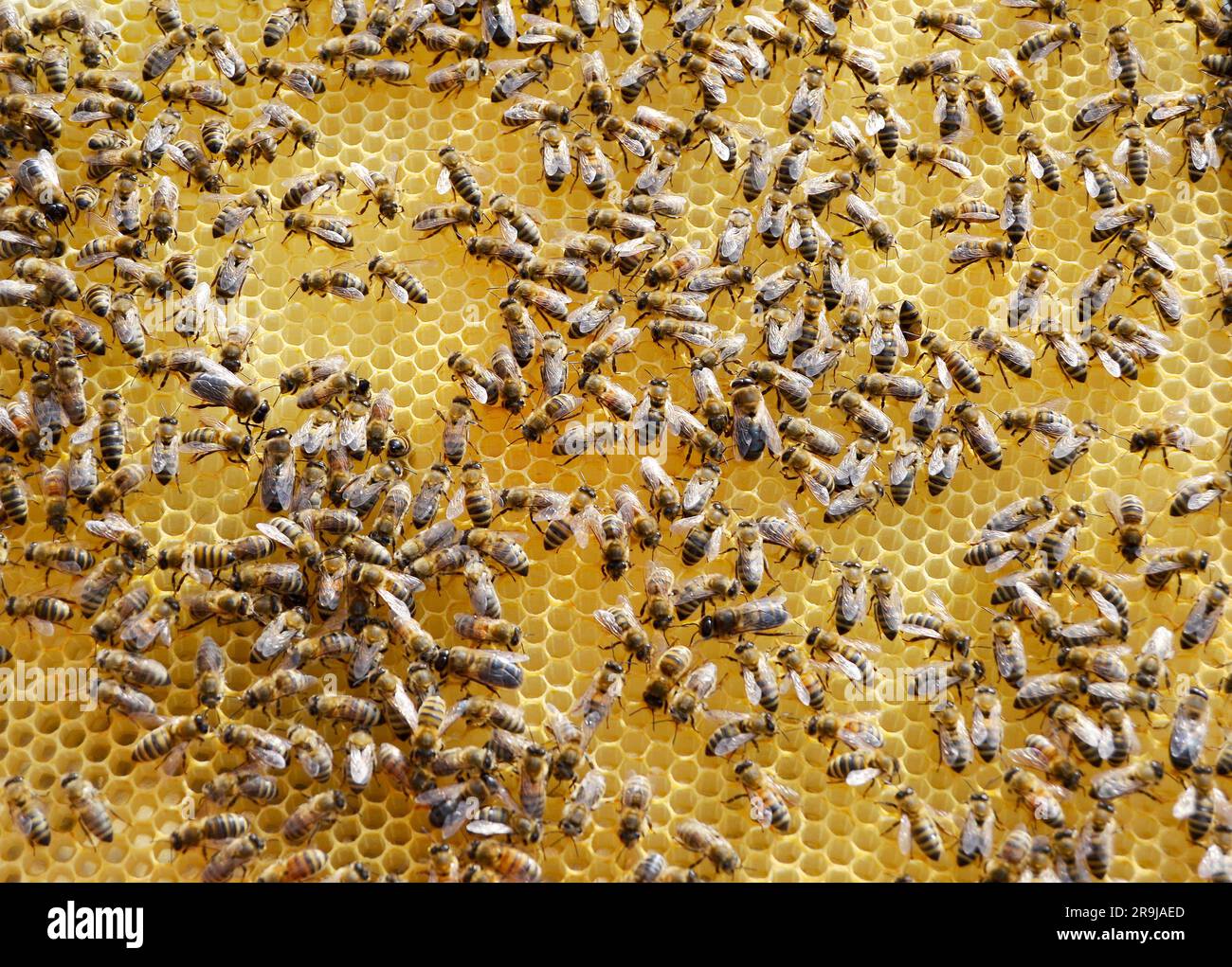 Abstract hexagon structure is honeycomb from bee hive filled with ...