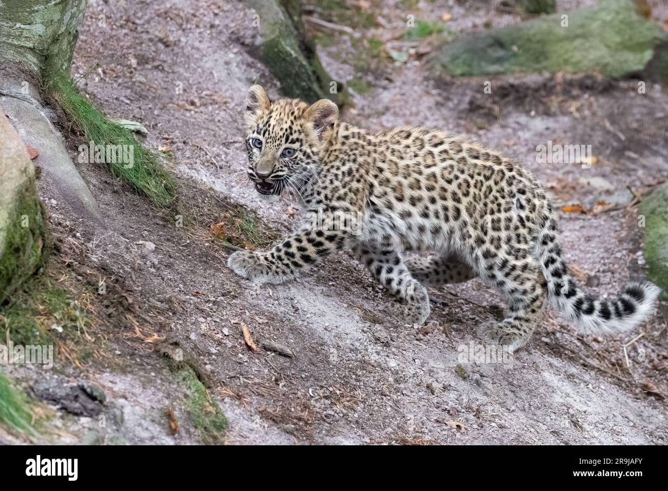 Twelve-week-old Persian leopard cub Stock Photo - Alamy