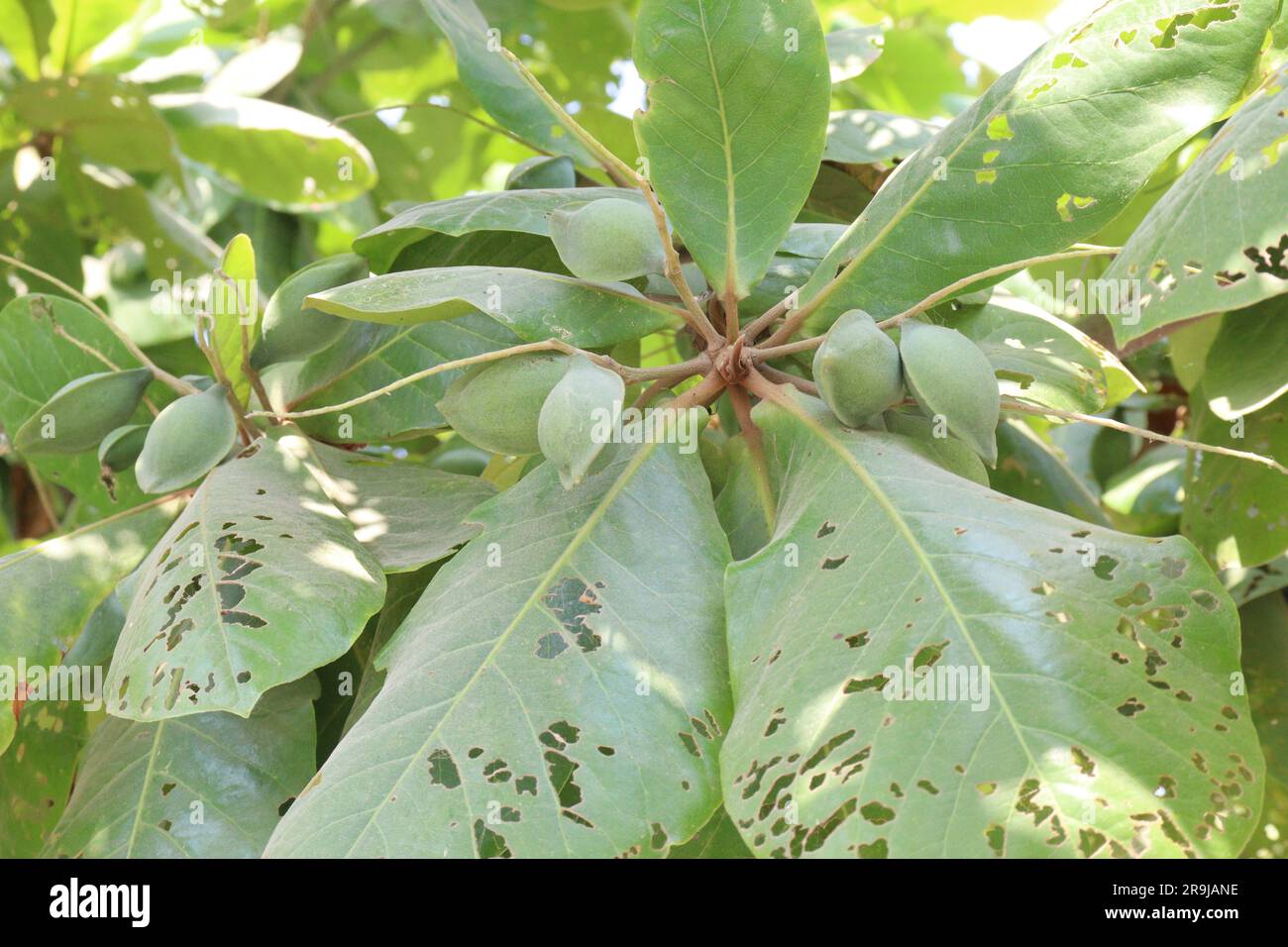 Terminalia catappa on tree in nursery for harvest are cash crops Stock ...