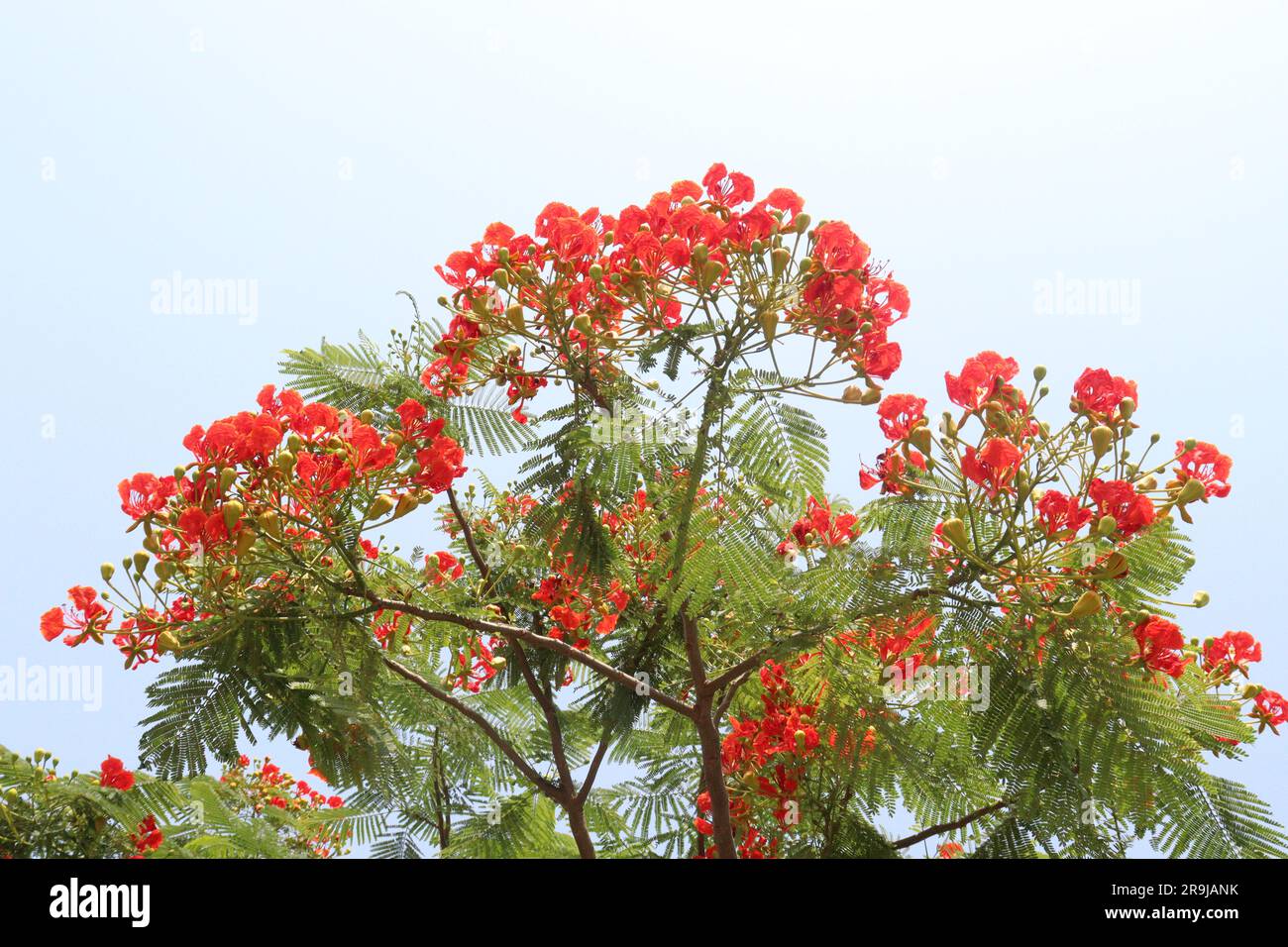 red colored Delonix regia flower on tree in garden for fresh weather ...