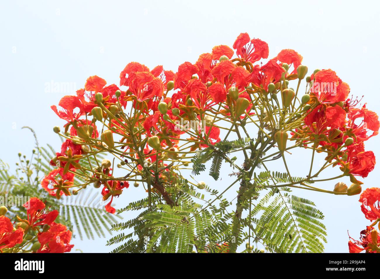 red colored Delonix regia flower on tree in garden for fresh weather ...