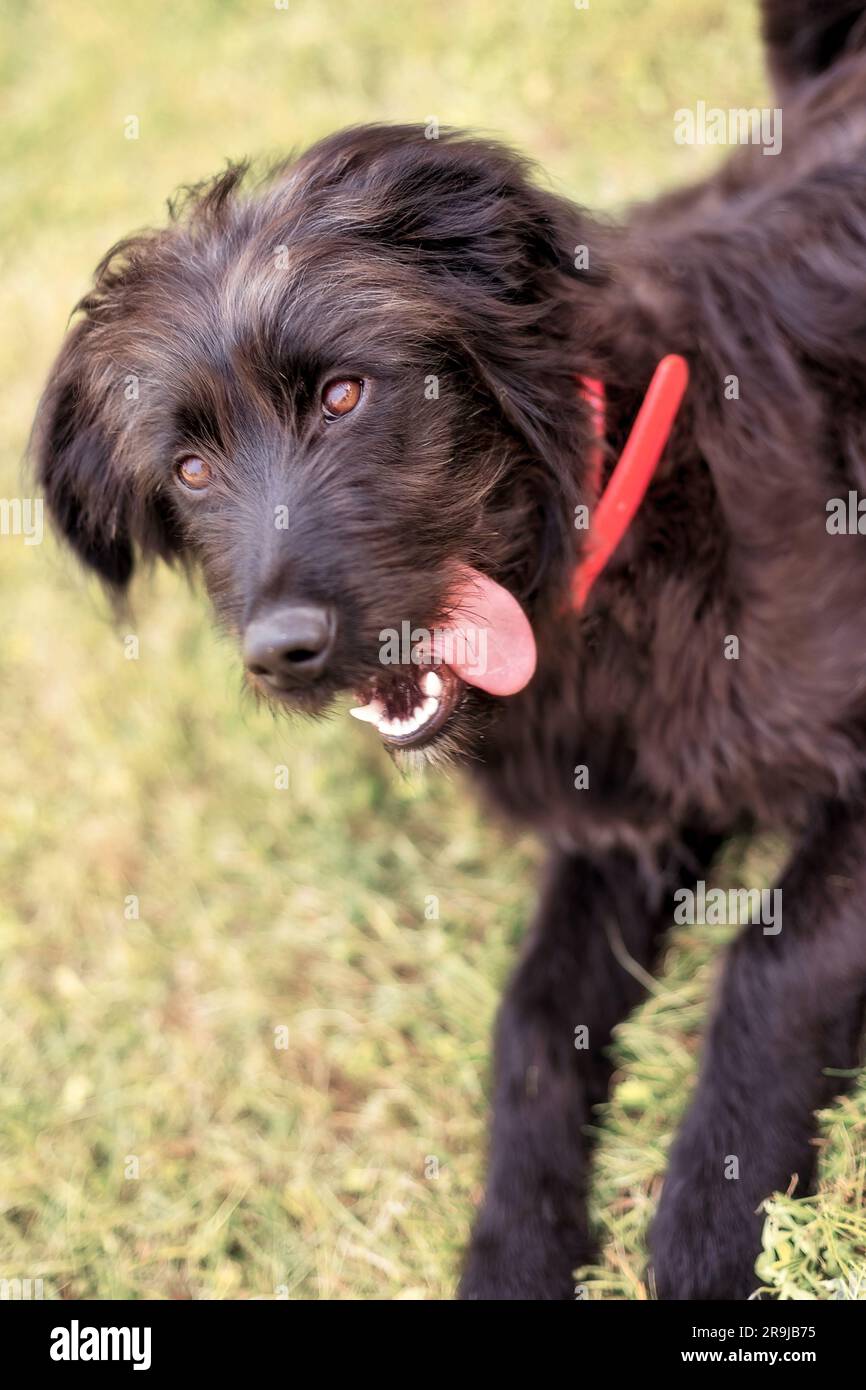 Black dog puppy lying down down in the grass, tongue out Stock Photo ...