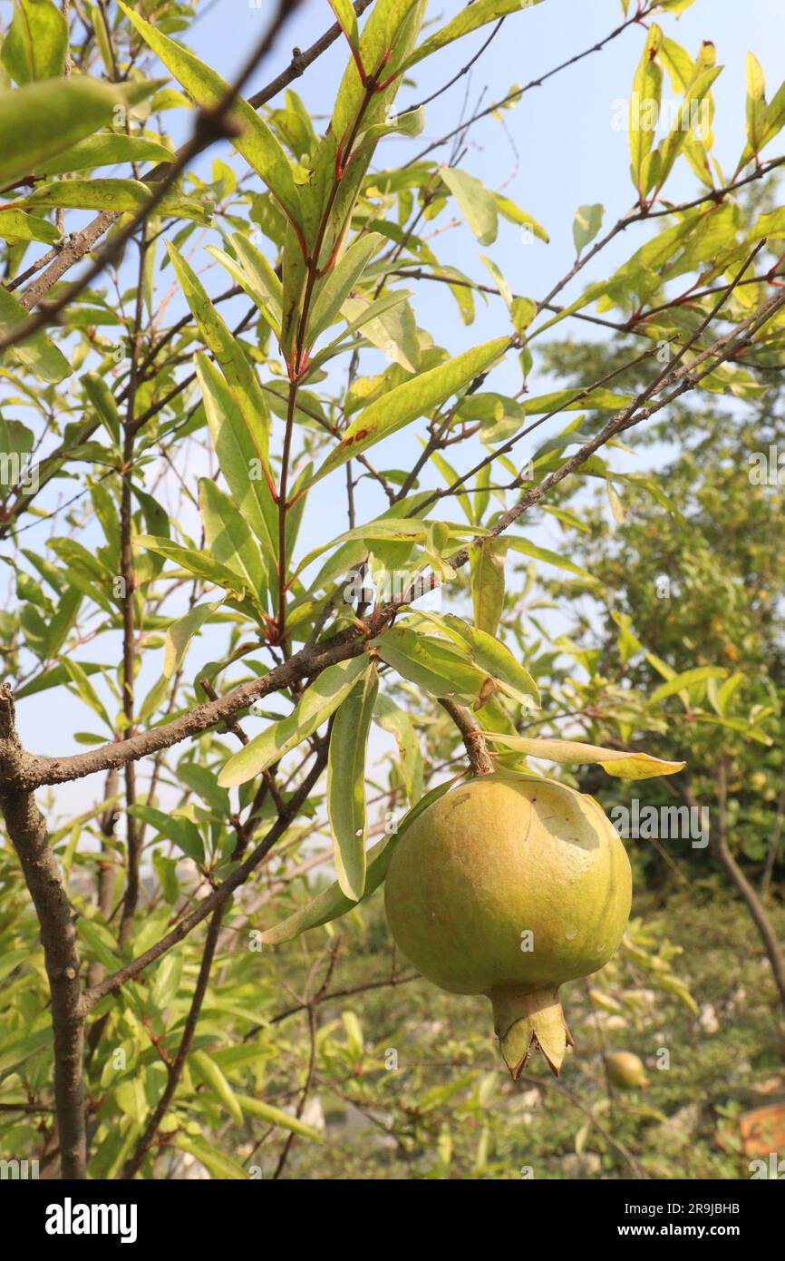 Pomegranate on tree in farm for harvest are cash crops Stock Photo - Alamy