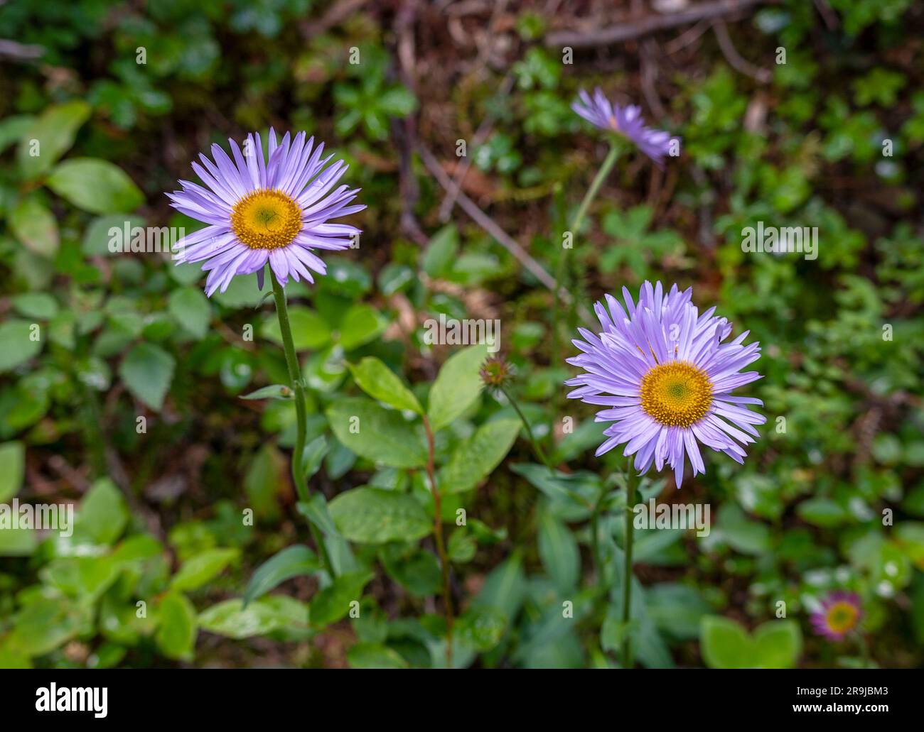 Erigeron trifidus hi-res stock photography and images - Alamy