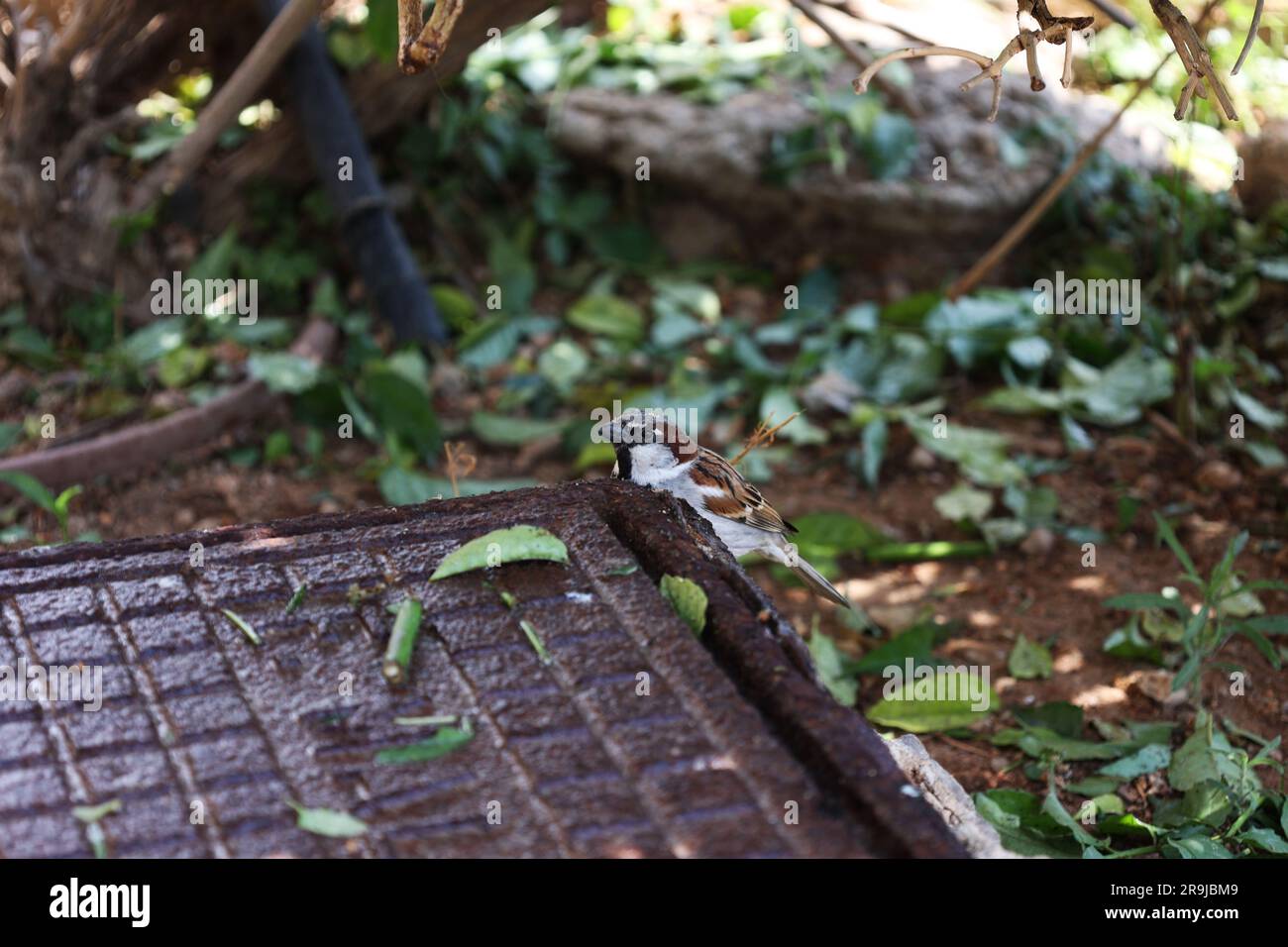 Flight bird birds mallorca hi-res stock photography and images - Alamy
