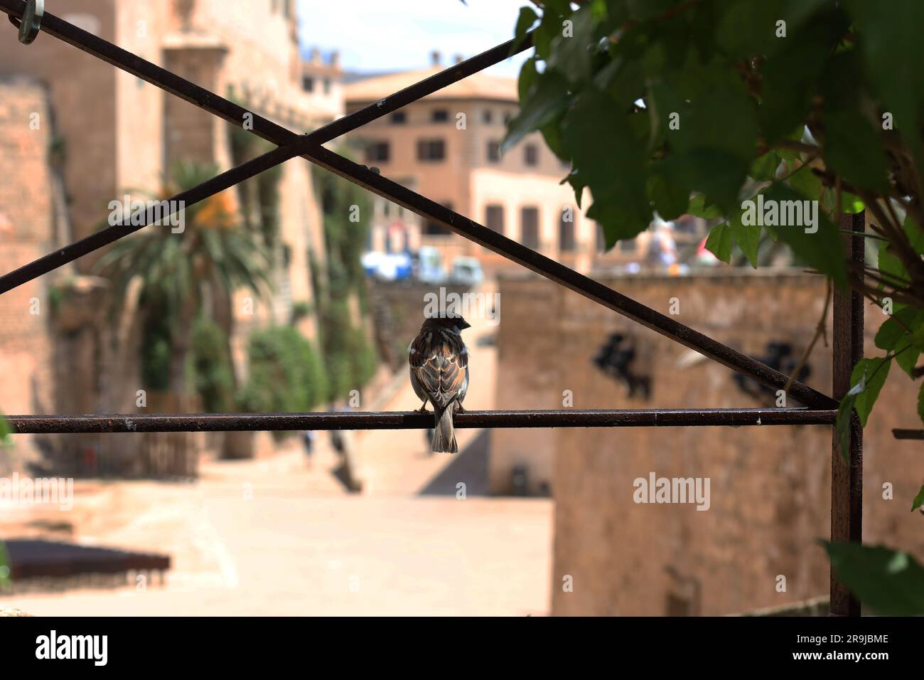 Beautiful birds enjoying spring in Palma de Mallorca spain Stock Photo ...