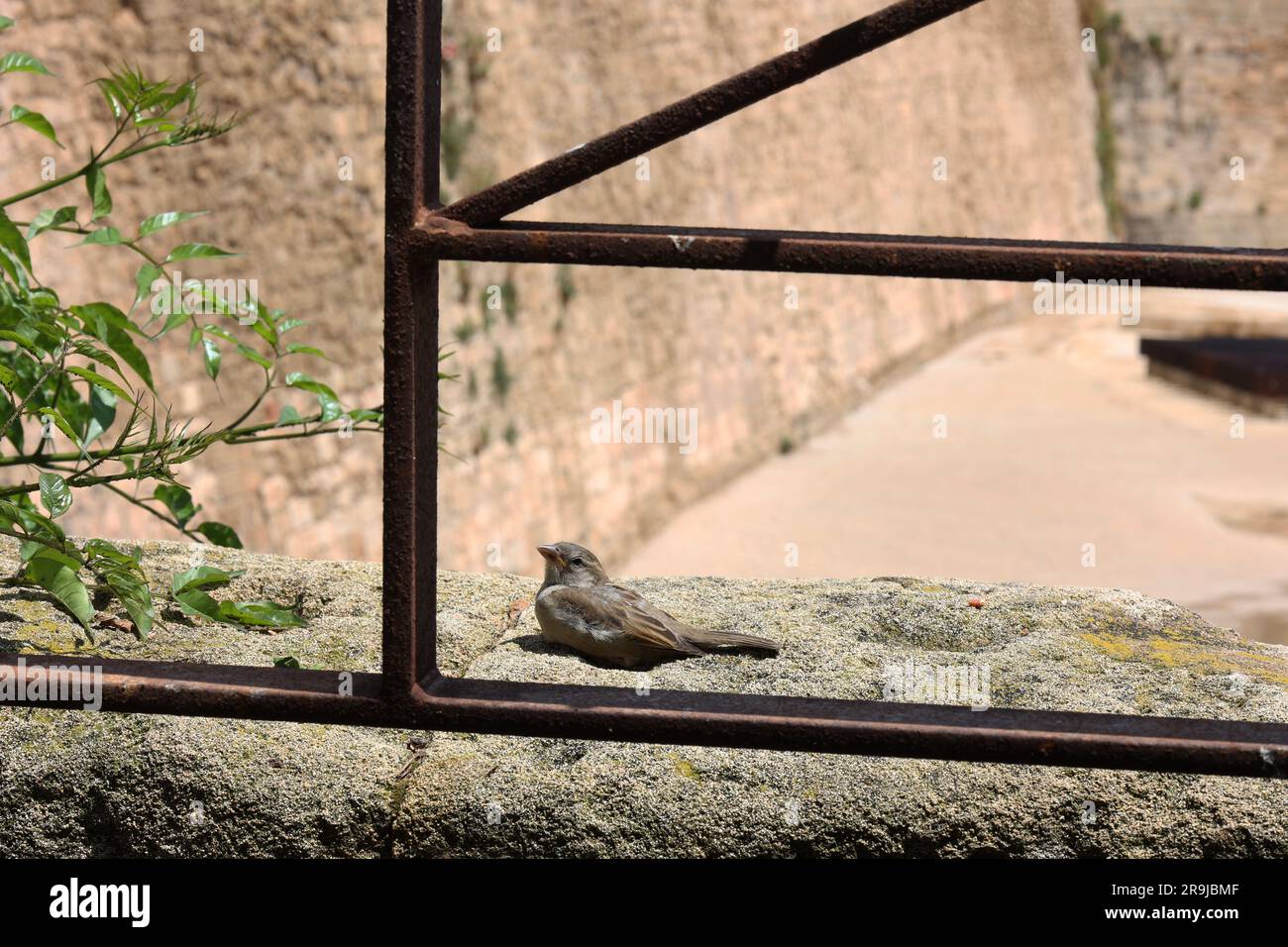 Flight bird birds mallorca hi-res stock photography and images - Alamy