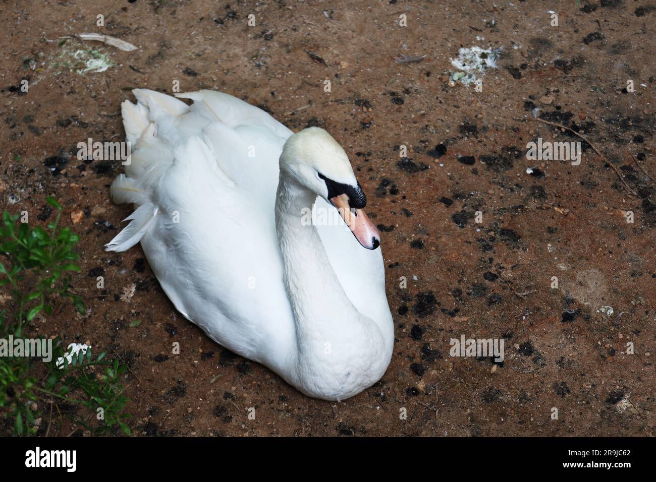 Rainforest animals in the zoo Stock Photo - Alamy