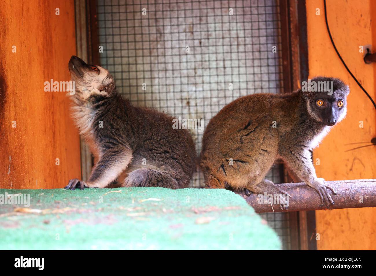 Rainforest animals in the zoo Stock Photo - Alamy