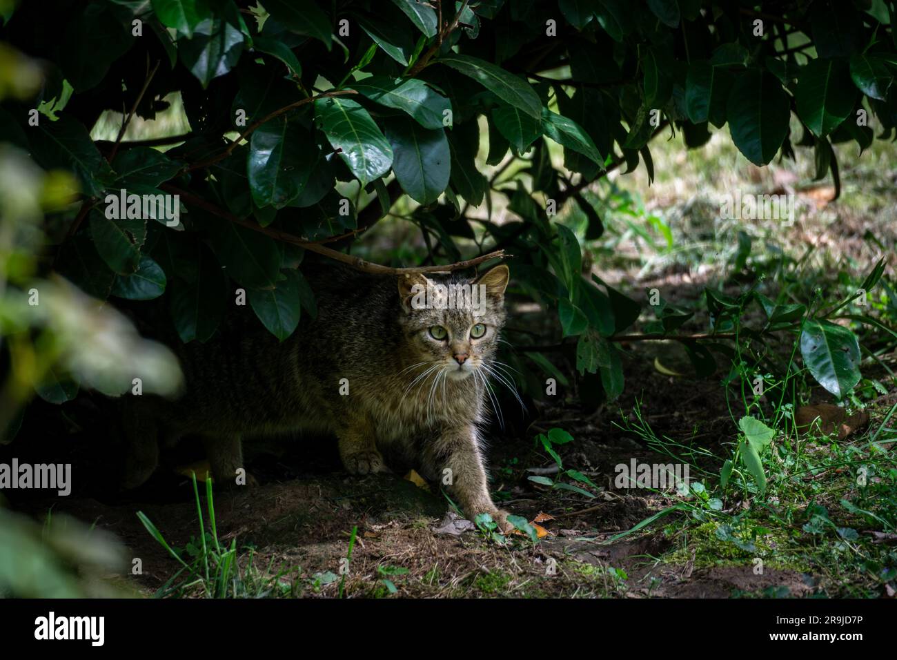 Wildcat cautiously strides out of a bush Stock Photo - Alamy