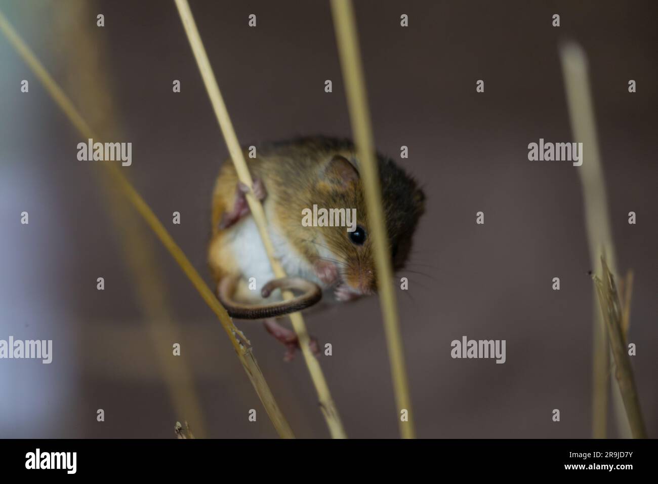 Shrew whiskers hi-res stock photography and images - Alamy